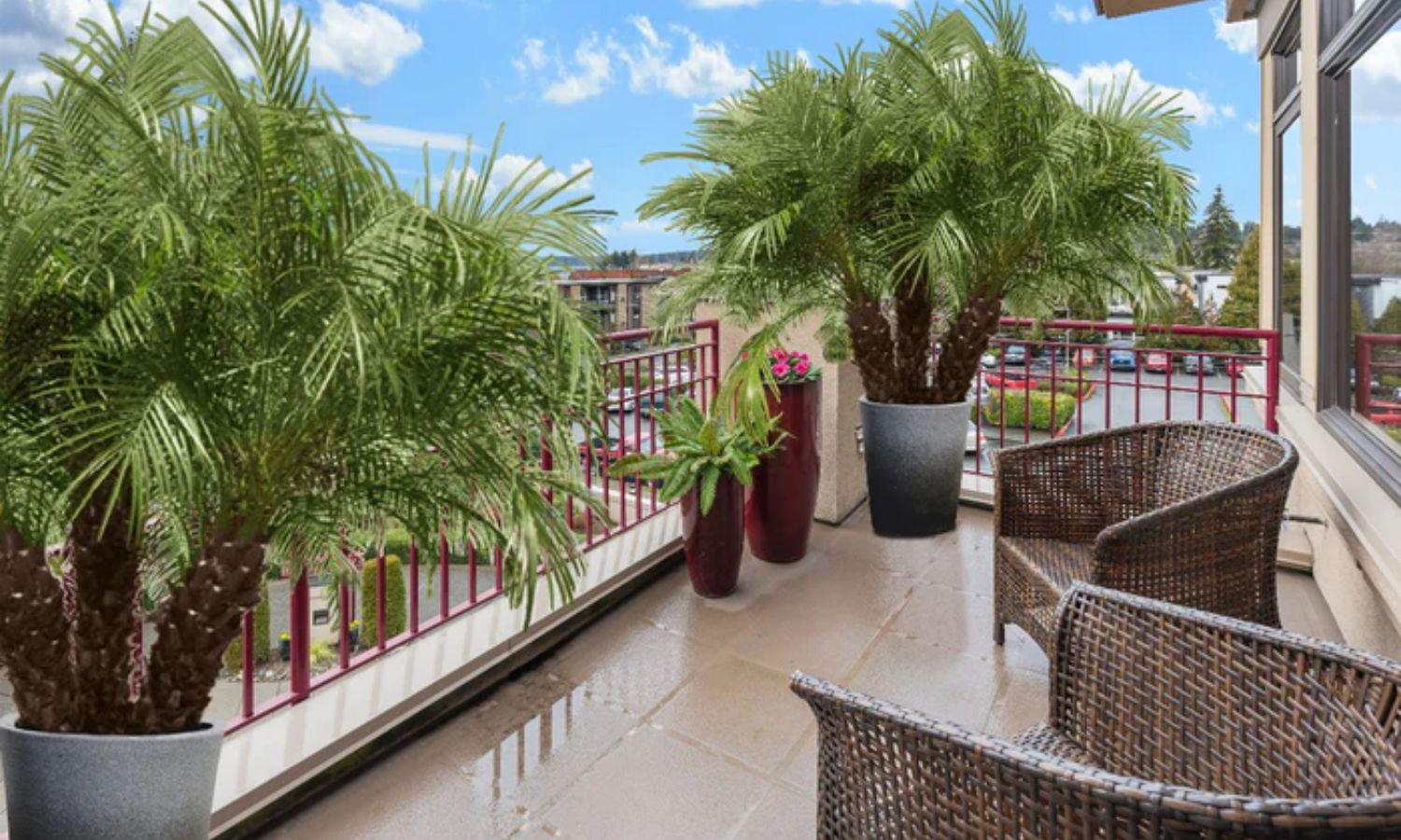 All About the Pygmy Date Palm | Atlanta Palms