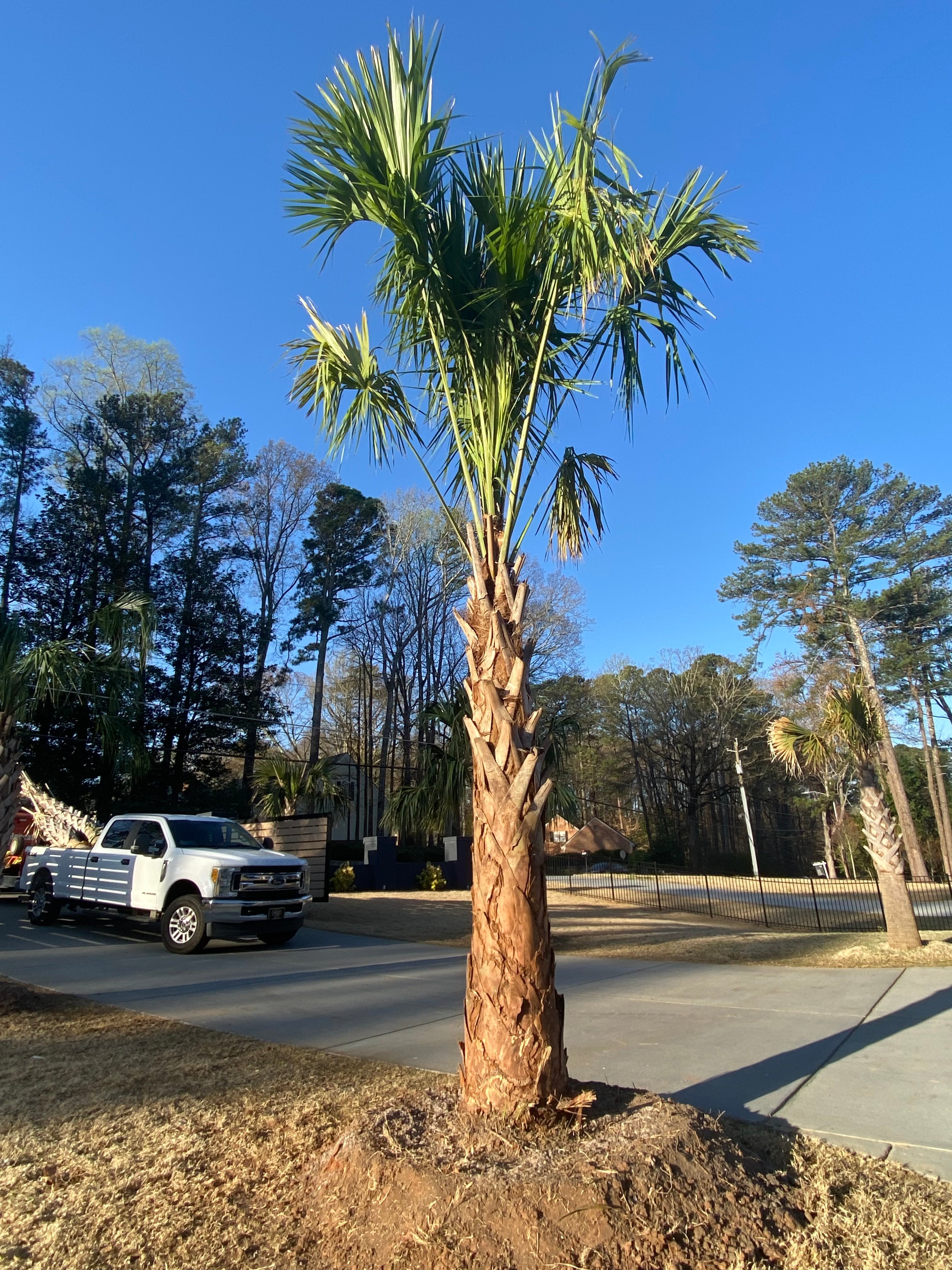 Patrick H. in Decatur, GA - Sabal Palmettos Lining Long Driveway