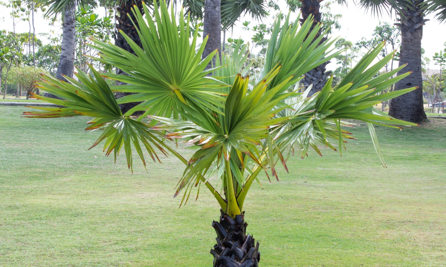 Is My Palm Established? | Atlanta Palms