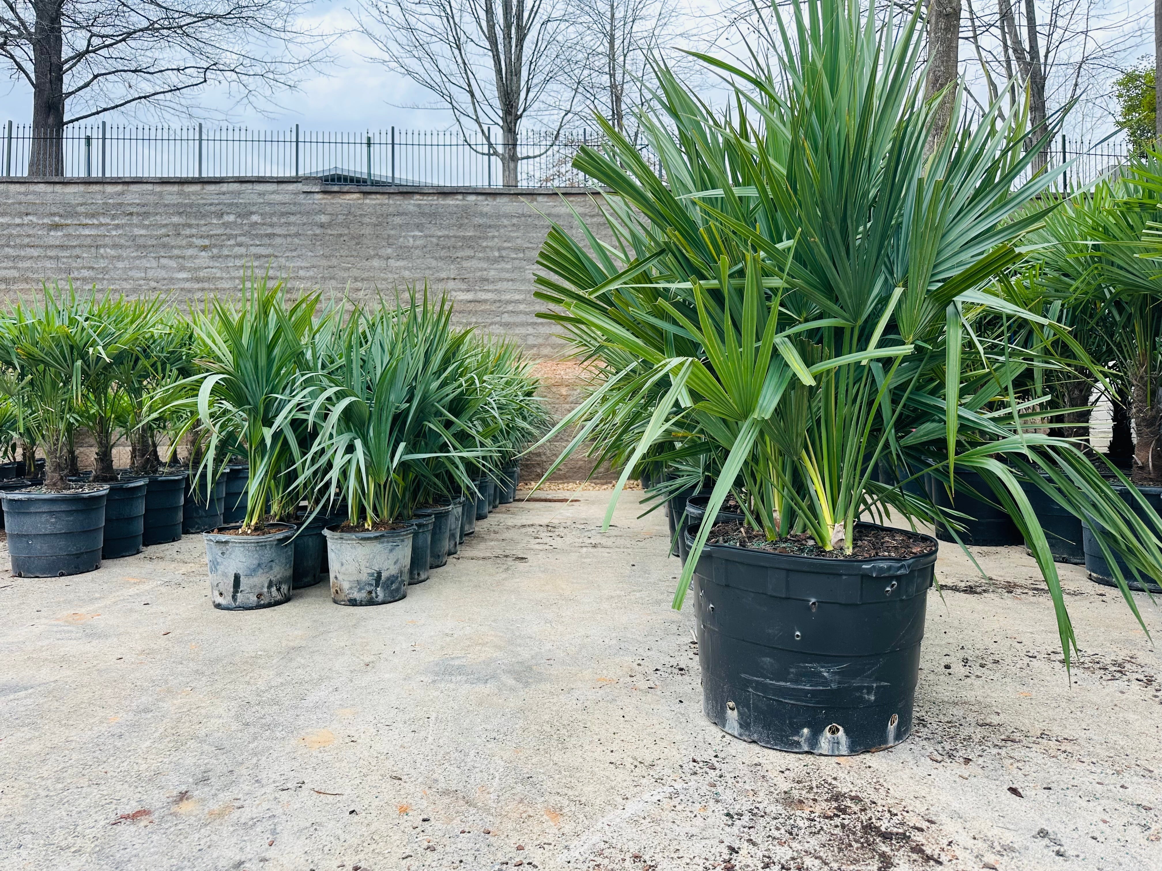 Various Small Palms