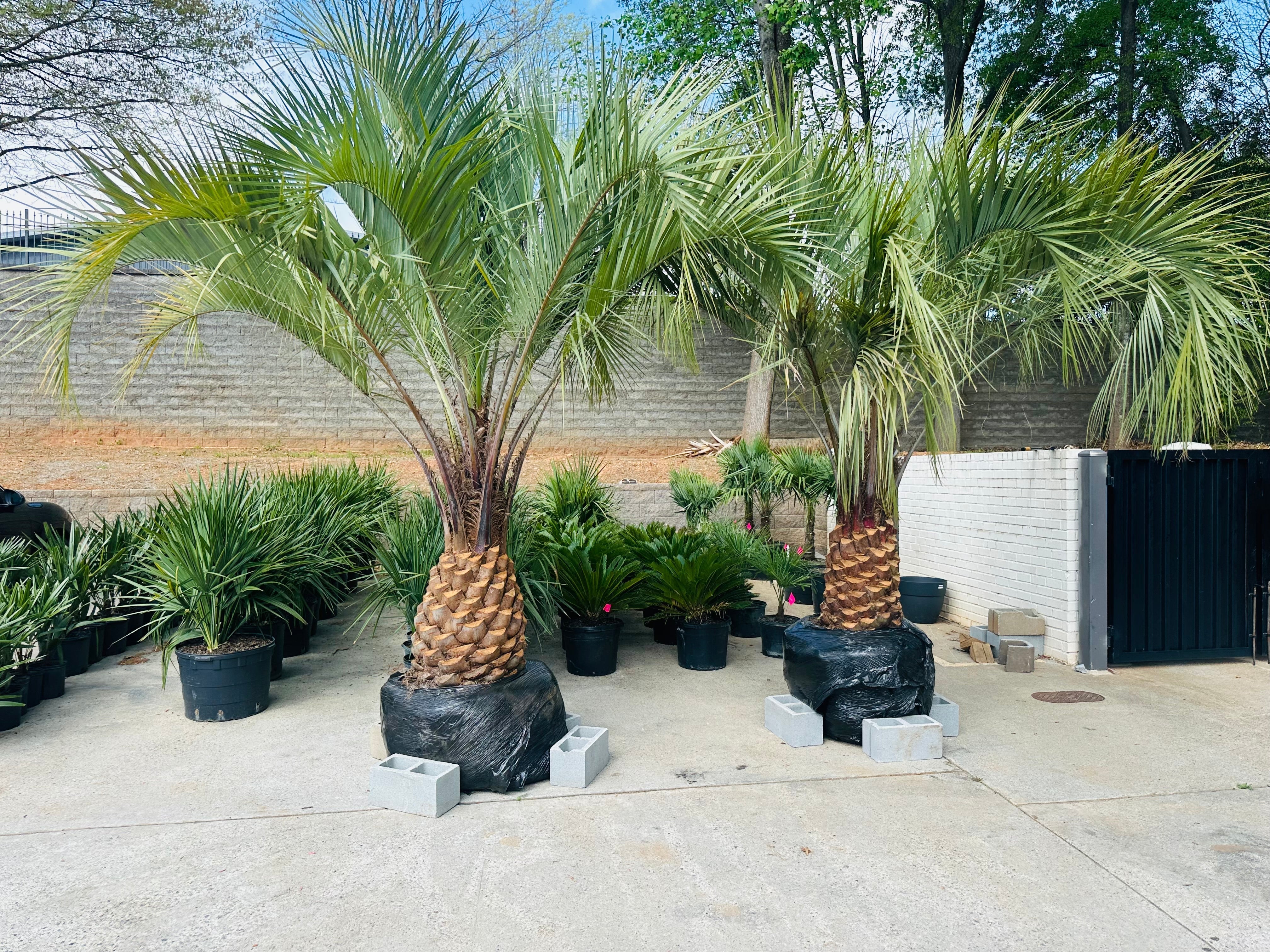 Pindo Palms - Special Order