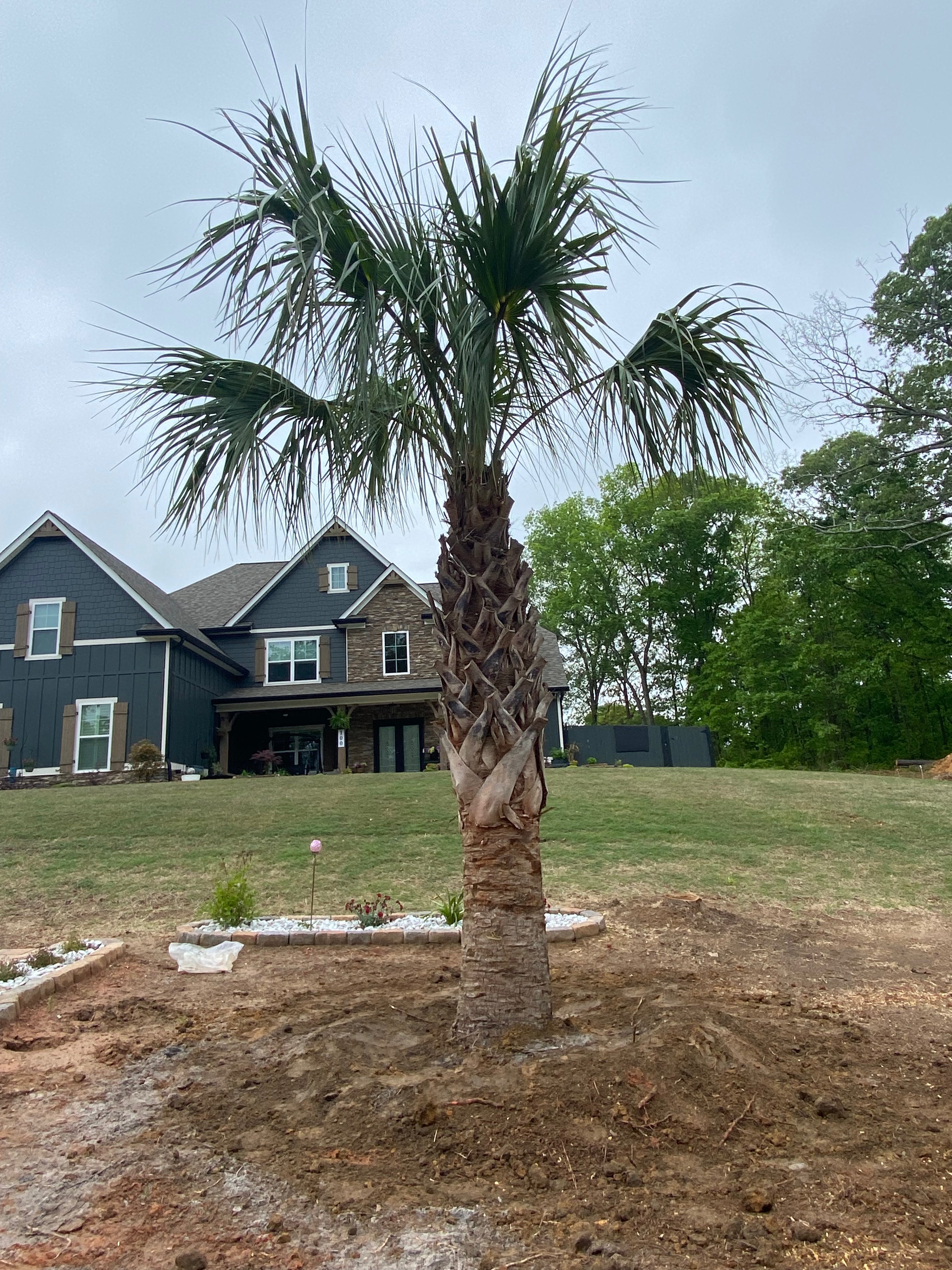 Renee S. in Carrollton, GA - Sabal Palmettos in Front Yard