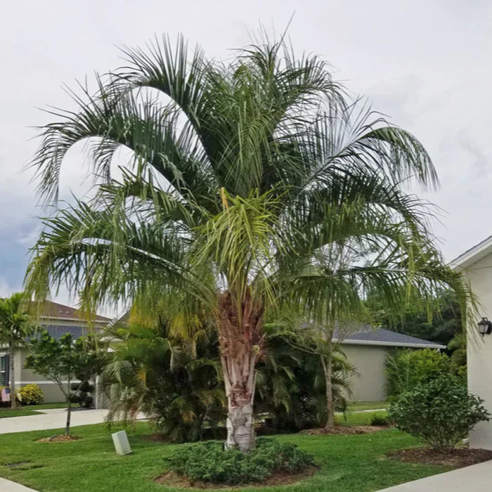 The Characteristics of Mule Palm Trees