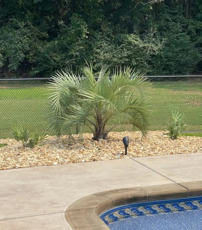 The Characteristics of Pindo Palms | Atlanta Palms
