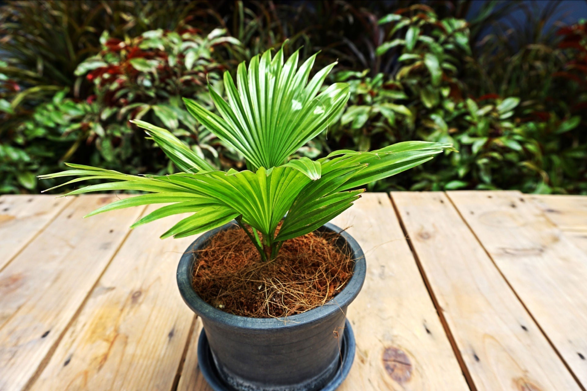 Can You Plant a Palm in a Pot? | Atlanta Palms