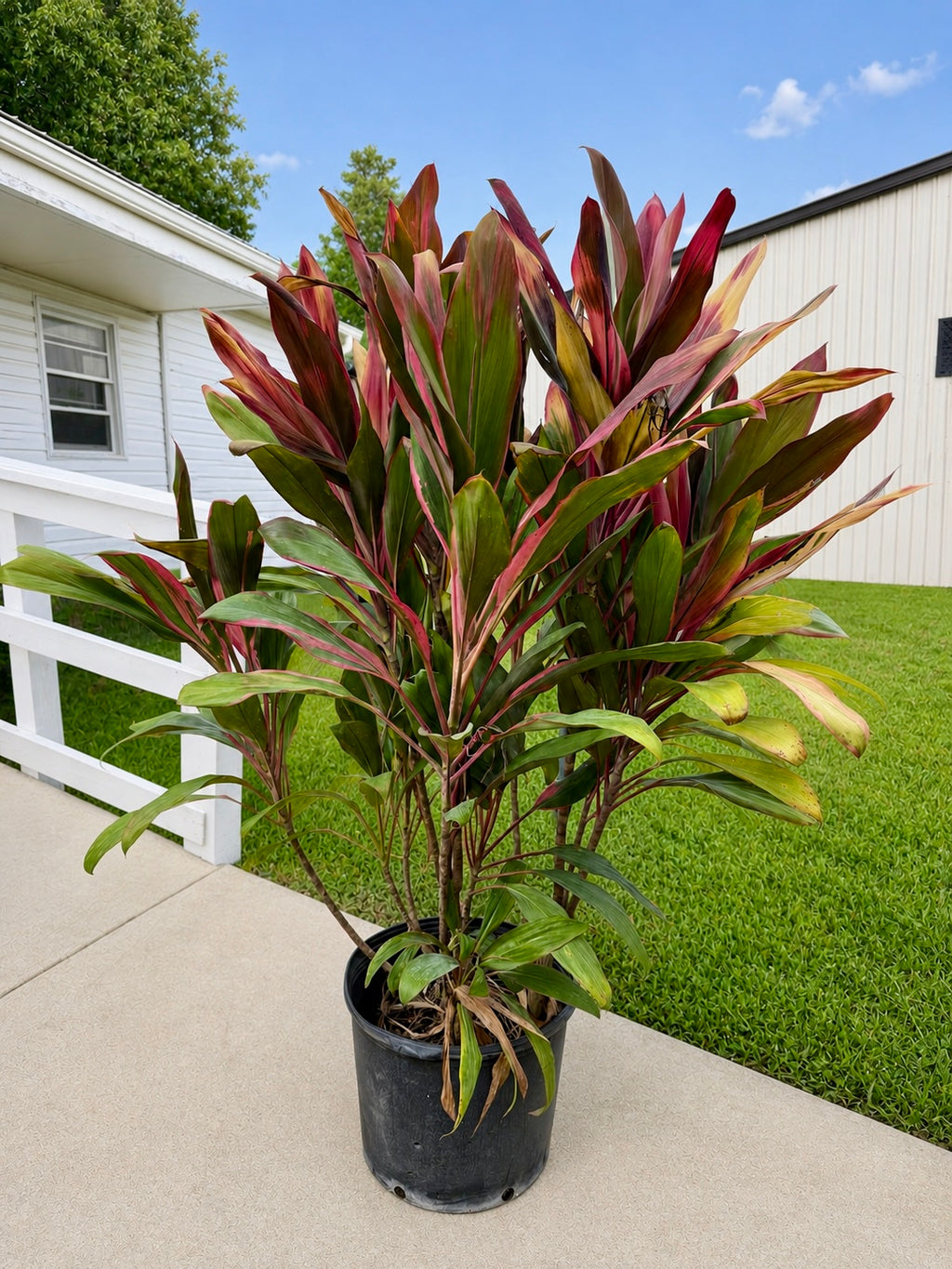 Cordyline Maria | Cordyline Terminalis | Atlanta Palms