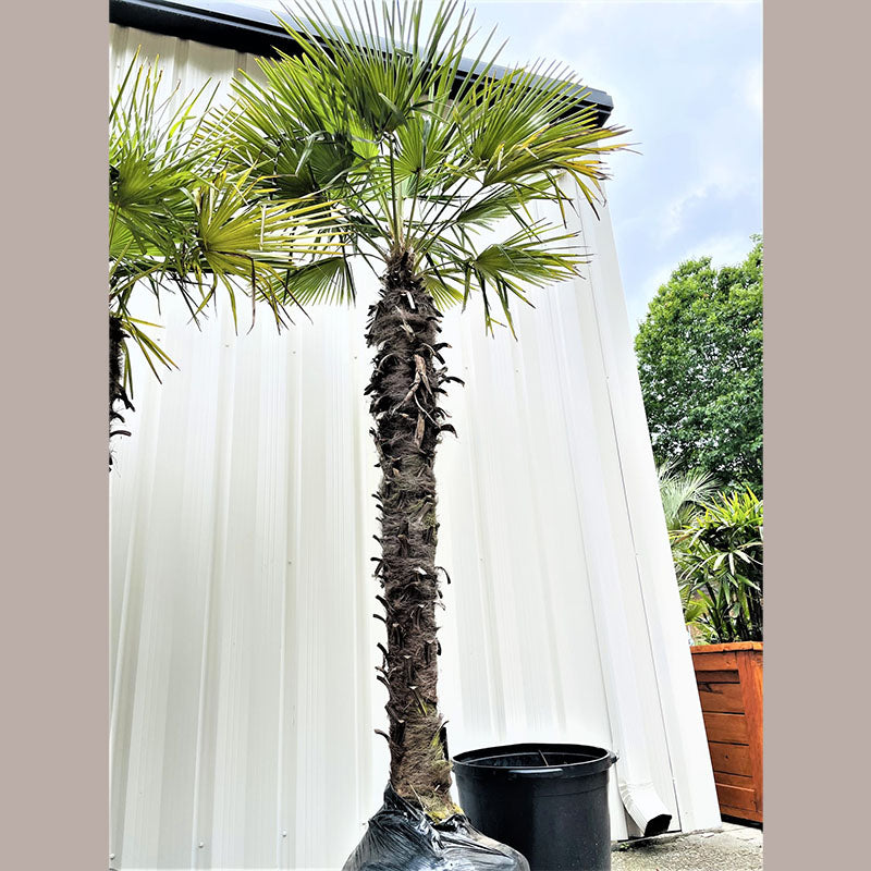 Buy Windmill Palm Tree | Cold-Hardy | Multiple Sizes | Installation ...