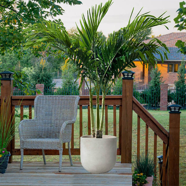 Palm Plants Outdoor Containers