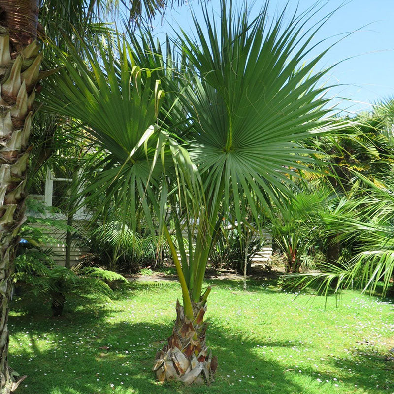 Dwarf Palmetto Tree | Sabal Minor | Georgia Native withstands ...