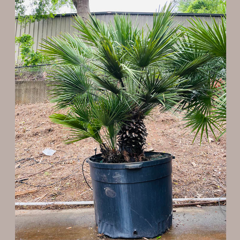 Mediterranean Fan Palm Tree 5 MEDITERRANEAN FAN PALM European Dwarf
