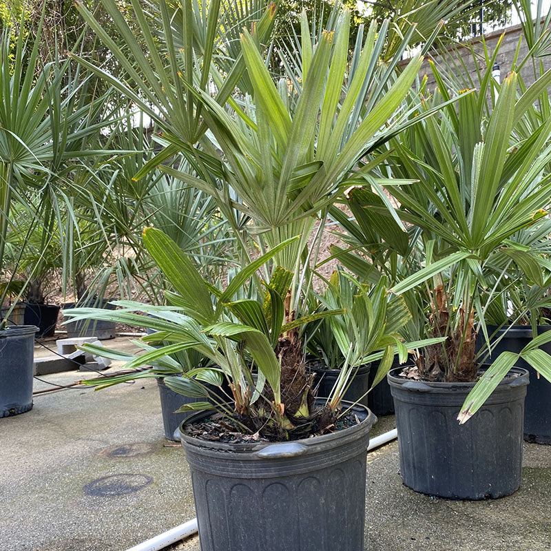 Needle Palm Tree | Glossy-green palms | 7 Gallon (3' tall) and up