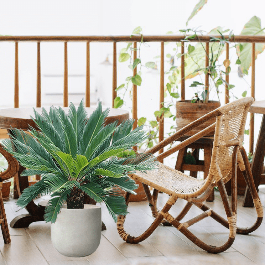 King Sago Palm Tree | Sago Palm Tree | Atlanta Palms