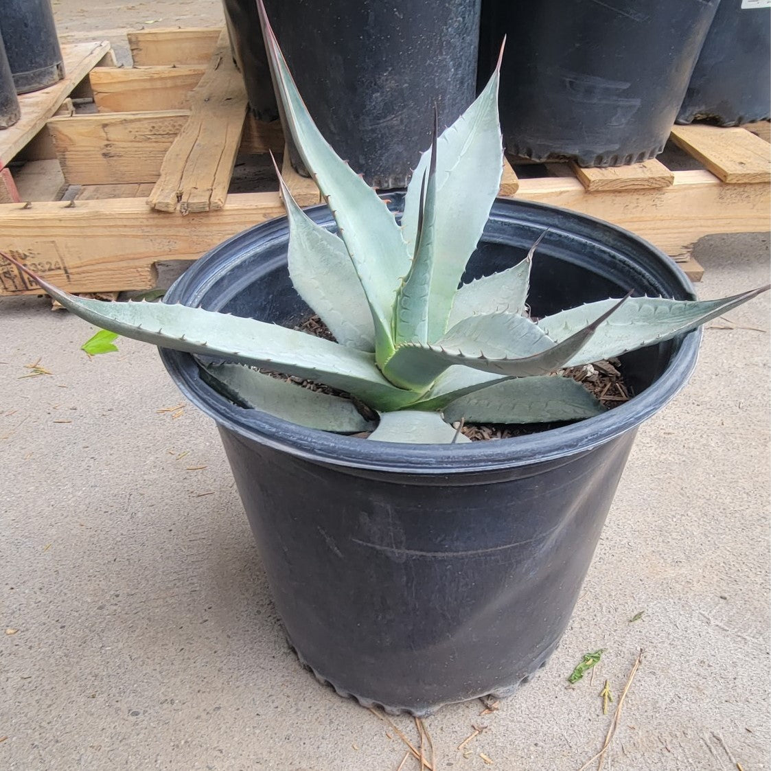 Agave Plants