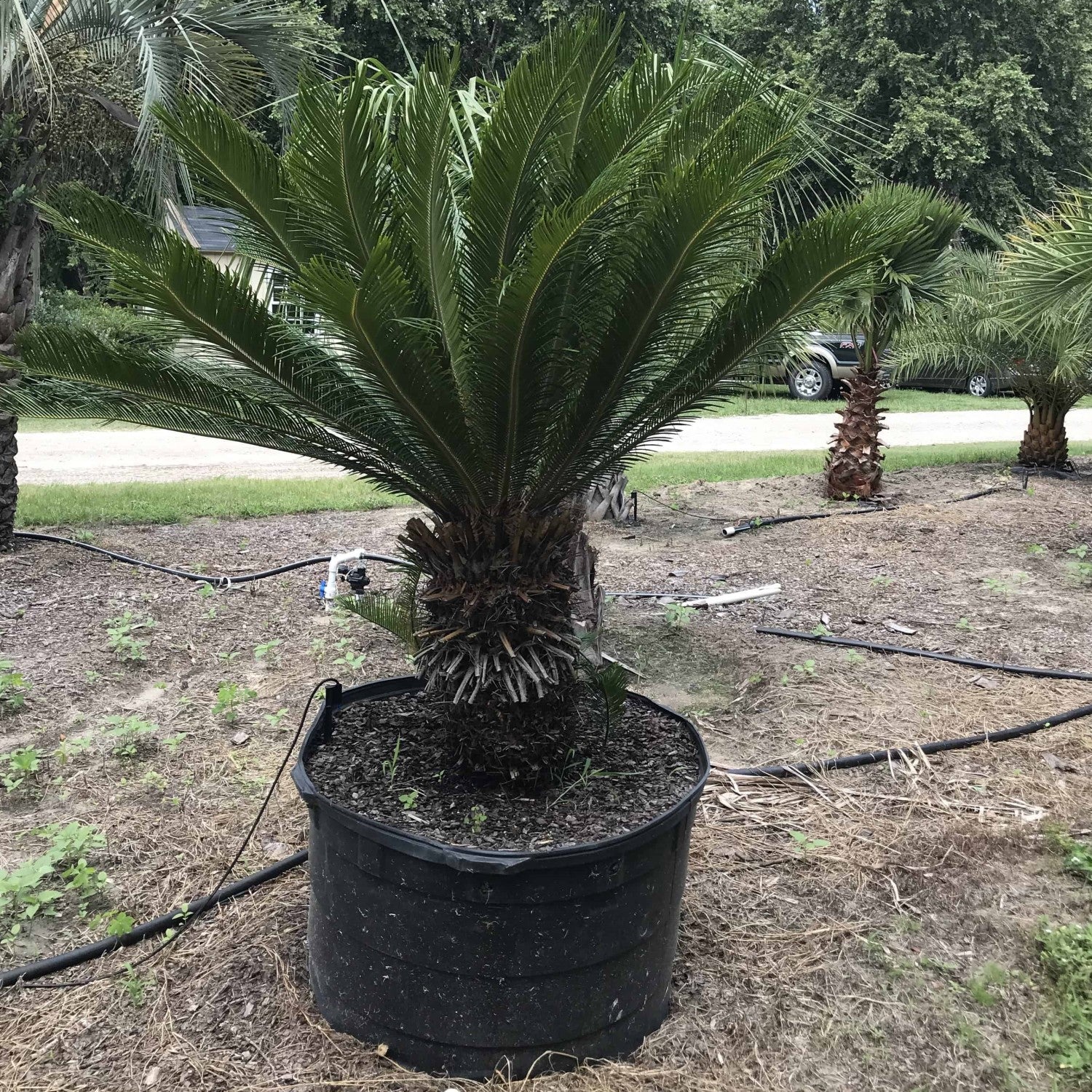 Home Shop All Palm Trees in Atlanta King Sago Palm Tree