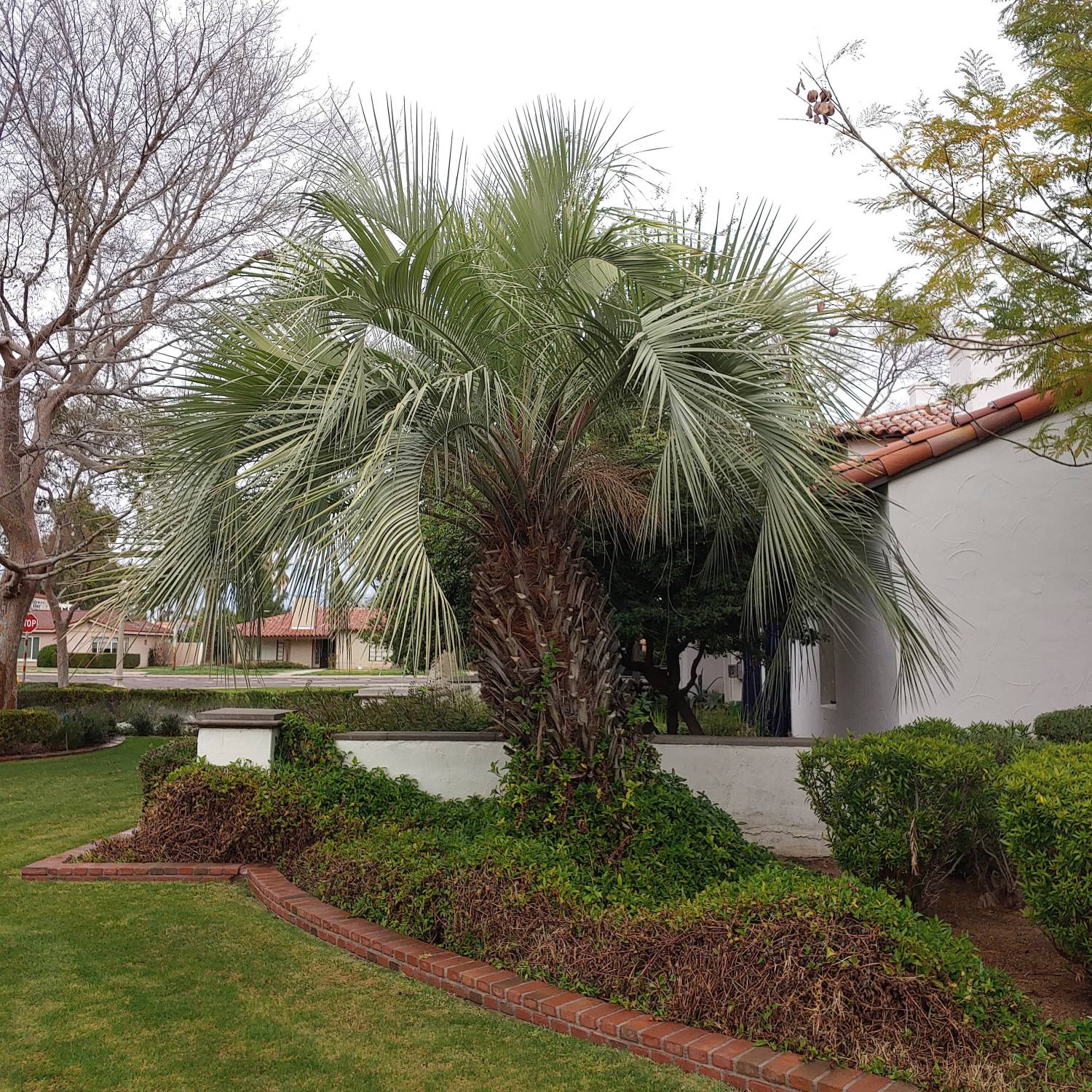 Pindo Palm Tree | Cold Hardy | Atlanta Palms